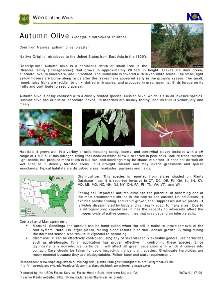 Autumn Olive | Download Free PDF | Herbicide | Invasive Species