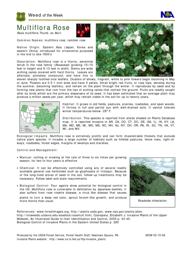 Multiflora Rose | PDF | Rose | Invasive Species