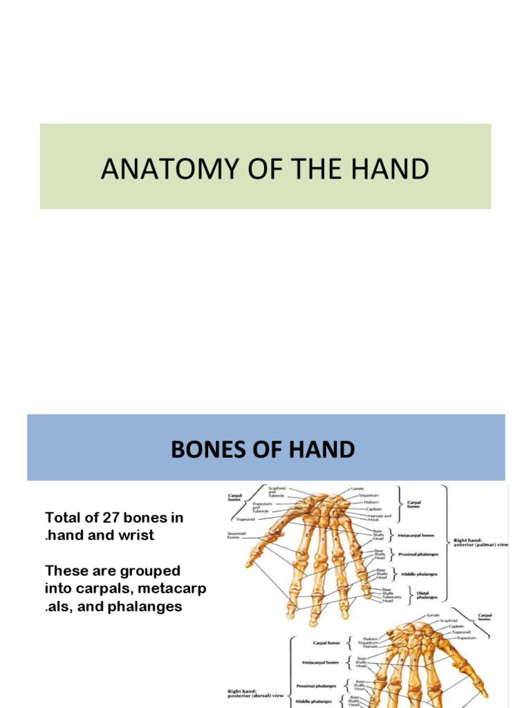 Anatomy of The Hand PDF | PDF | Thumb | Hand