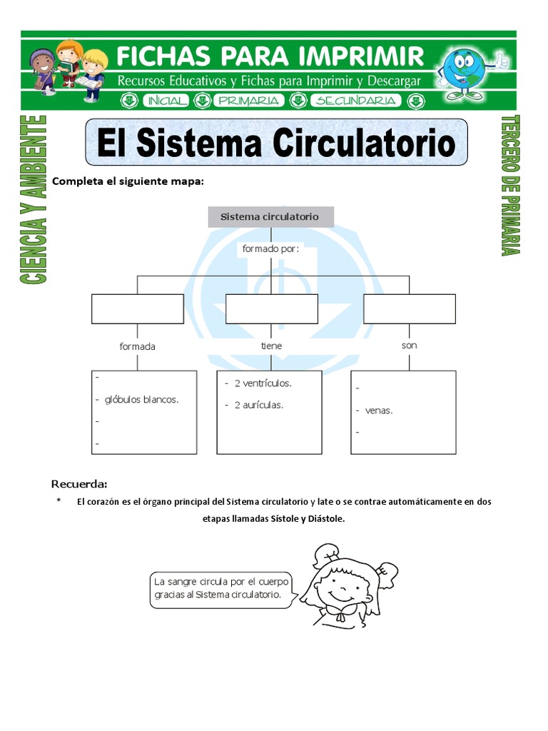 Hoja De Trabajo Sobre Los Vasos Sanguíneos Del Sistema Cardiovascular
