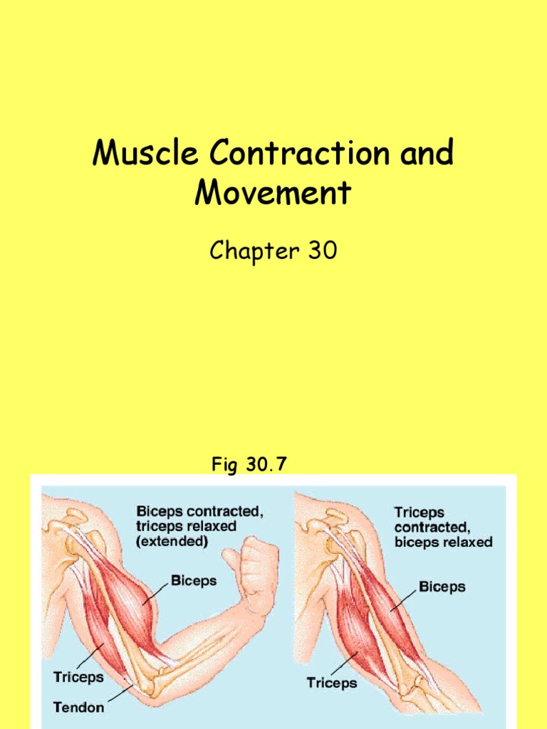 Muscle Contraction and Movement | PDF | Muscle Contraction | Skeletal Muscle