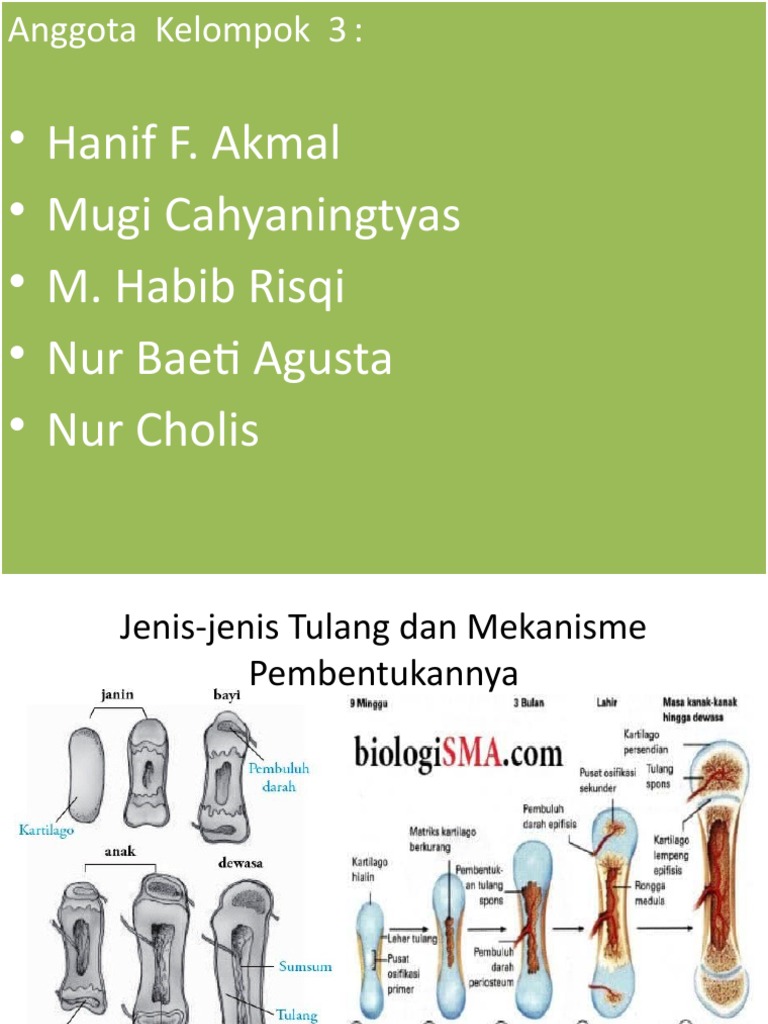 Biologi Jenis-Jenis Tulang | PDF