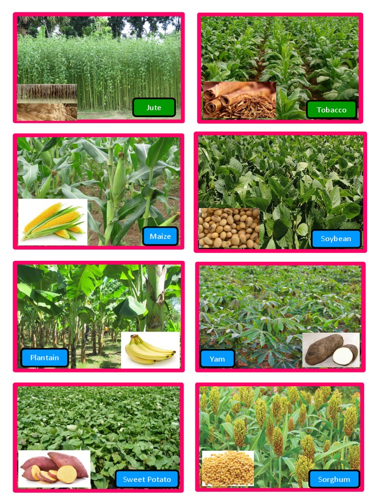 Cash Crops Names
