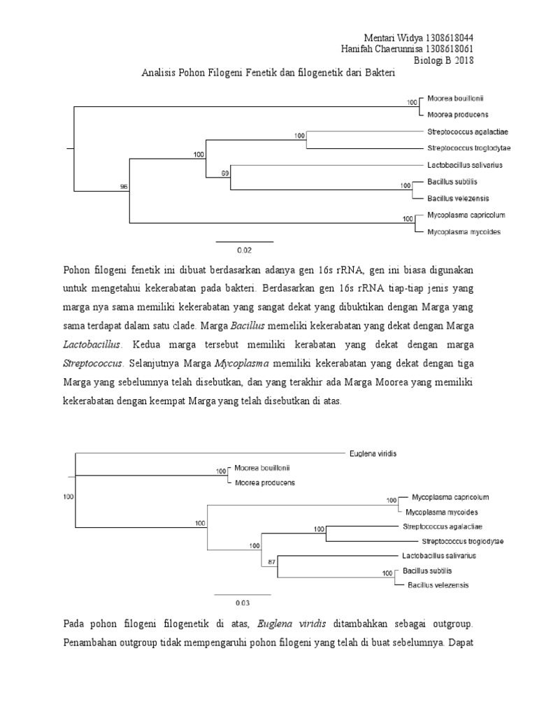 Analisis Pohon Filogeni Fenetik Dan Filogenetik Dari Bakteri - Mentari ...
