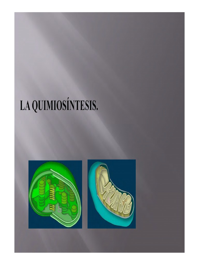 Quimiosintesis | PDF | Bioquímica | Biología