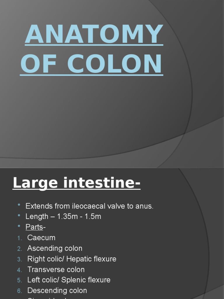 Anatomy of Colon | Download Free PDF | Large Intestine | Digestive System