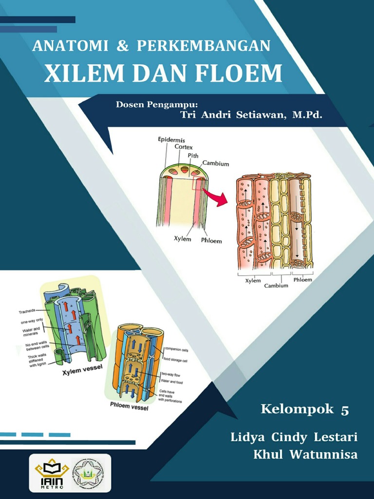 Struktur dan Fungsi Xilem dan Floem | PDF | Sains & Matematika
