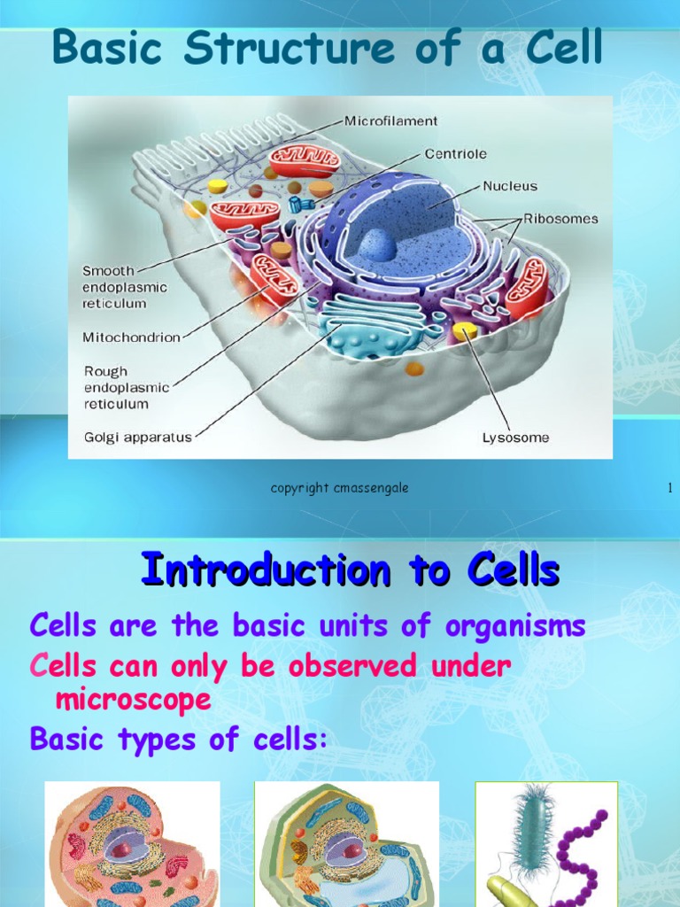 Cell Structure | PDF | Endoplasmic Reticulum | Cell (Biology)