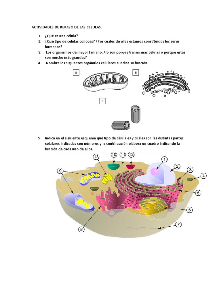 Actividades de Repaso de Las Celulas | PDF | Ciencia y matemáticas