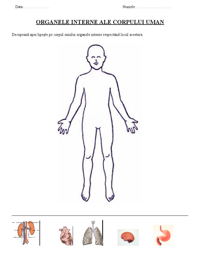 Organele Interne Ale Corpului Uman | PDF