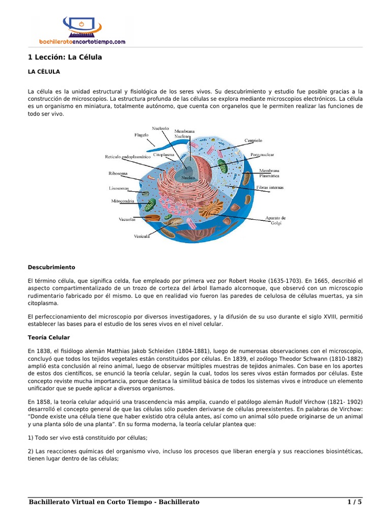 Curso Rápido de Biología Celular | PDF | Citoplasma | Biología Celular)