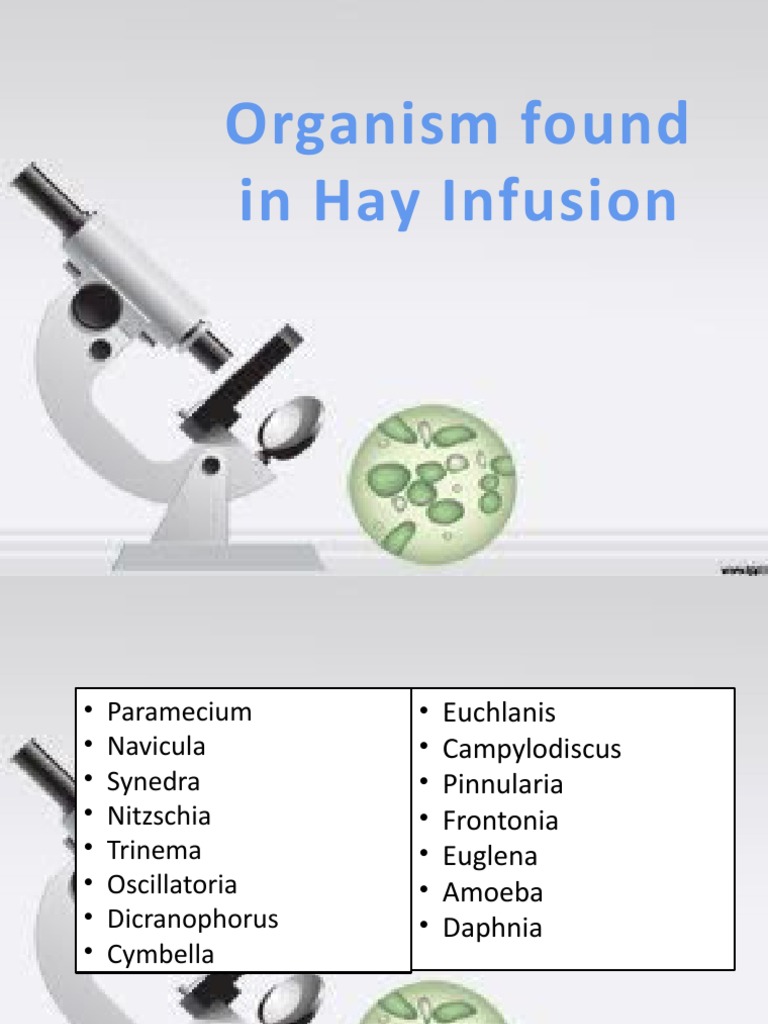 Organism Found in Hay Infusion | PDF | Eukaryotes | Organisms