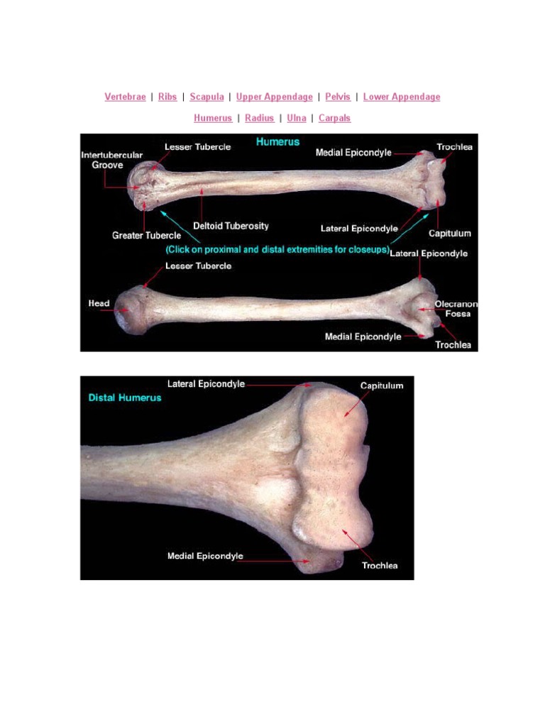 Real Bones of Upper Limb | PDF | Shoulder | Musculoskeletal System