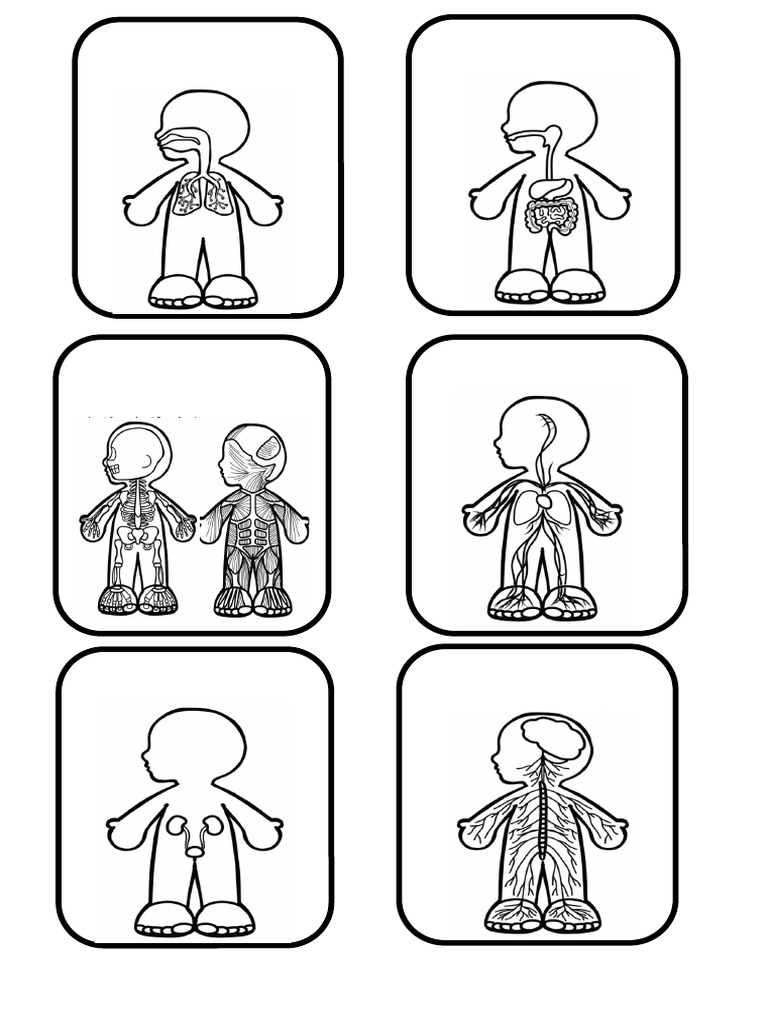 Body Systems Lapbook | PDF