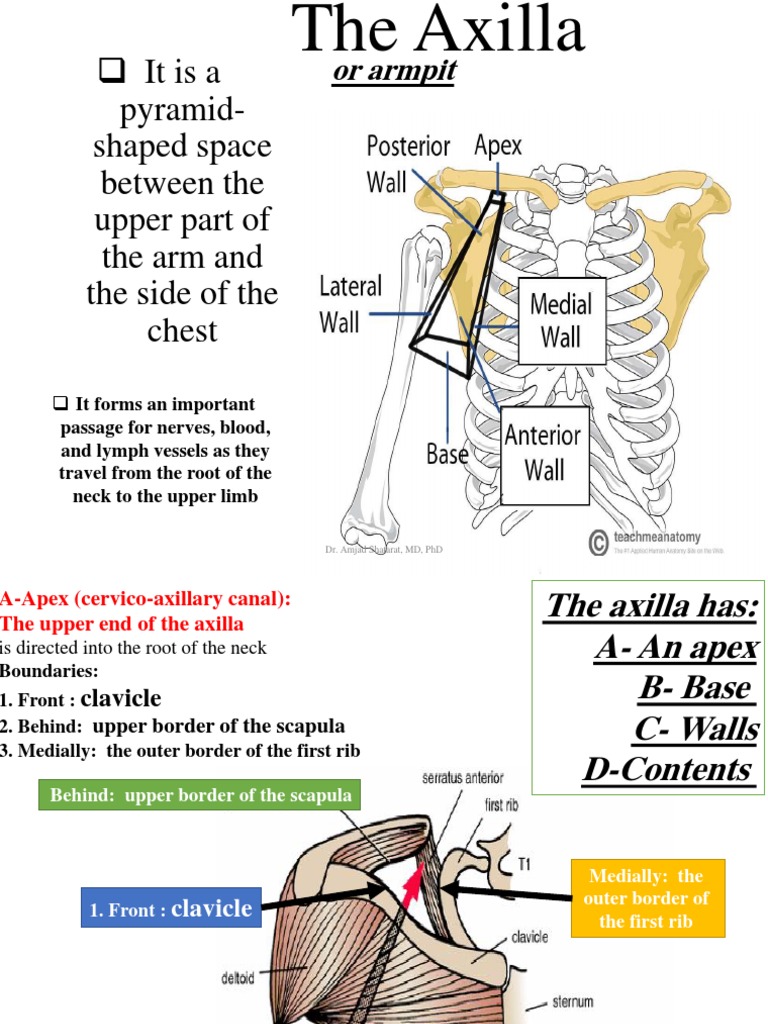 2the Axilla | PDF | Arm | Musculoskeletal System