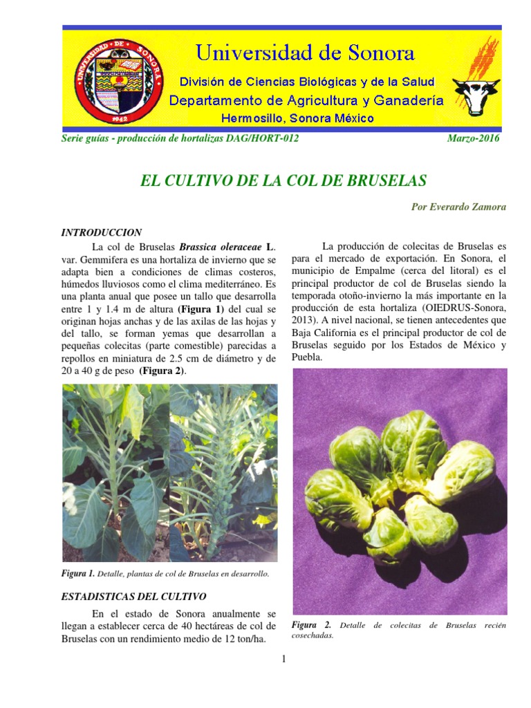 Etapas Del Cultivo De Las Coles De Bruselas Cultivos De Cole Y Otras