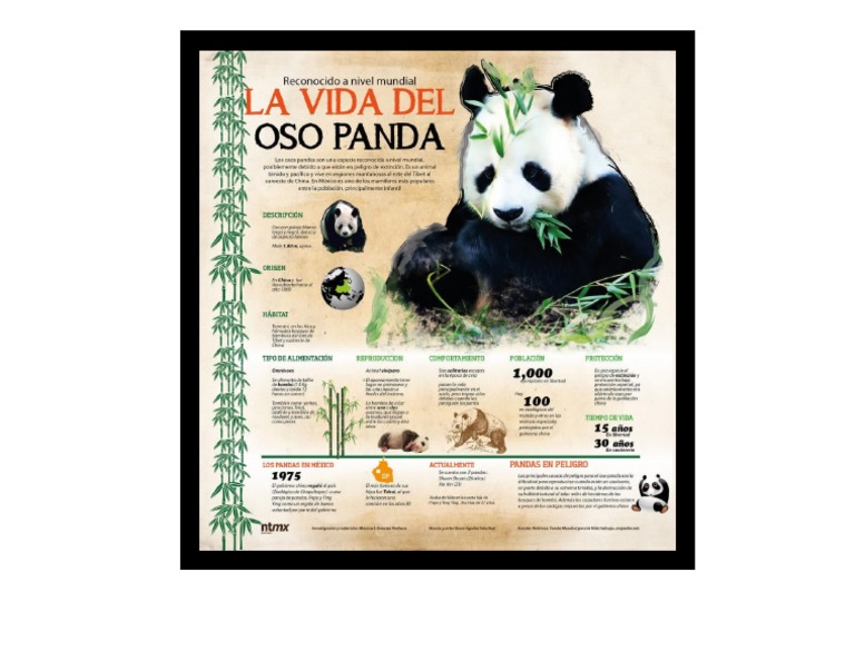 INFOGRAFIA Oso Panda | PDF