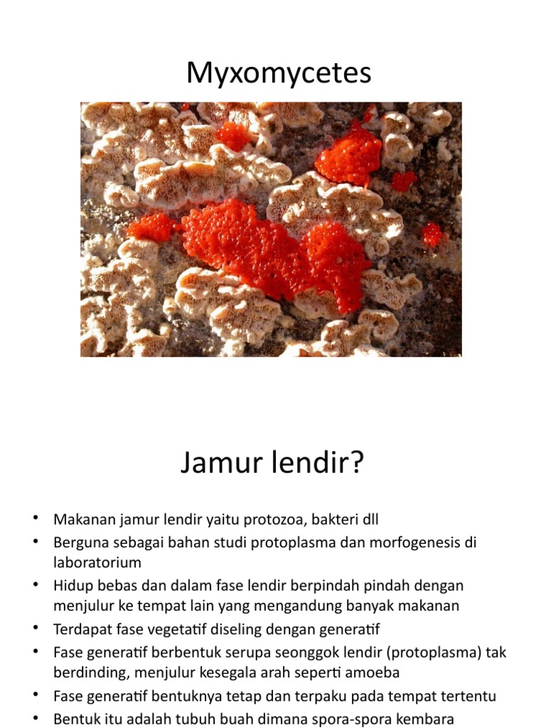 Myxomycetes | PDF
