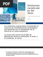 Anatomía de la Arteria Pedia del Pie | PDF | Pie | Dedo del pie