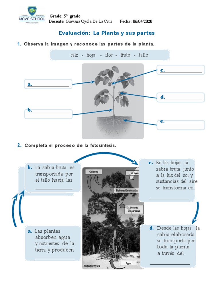 EVALUACIONES 5to Grado La Planta y Sus Partes | PDF | Ciencia y matemáticas