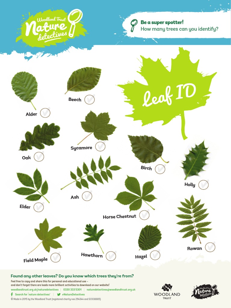 Leaf Id Sheet | PDF