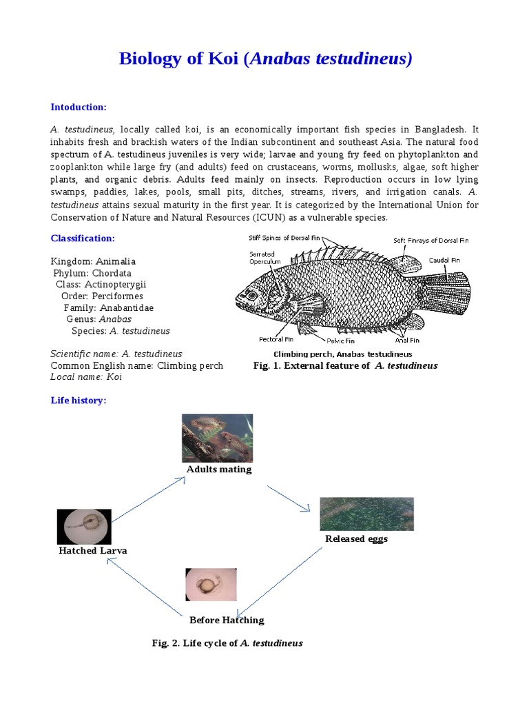 Biology of Koi (Anabas Testudineus) : Intoduction | PDF | Spawn ...
