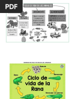 Ciclo de Vida de los Animales para Niños | PDF