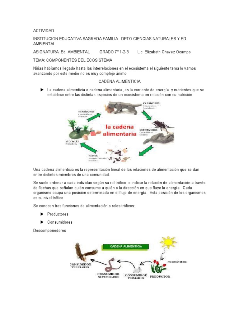Actividad Cadena Alimenticia | PDF | Red alimentaria | Ecología de sistemas