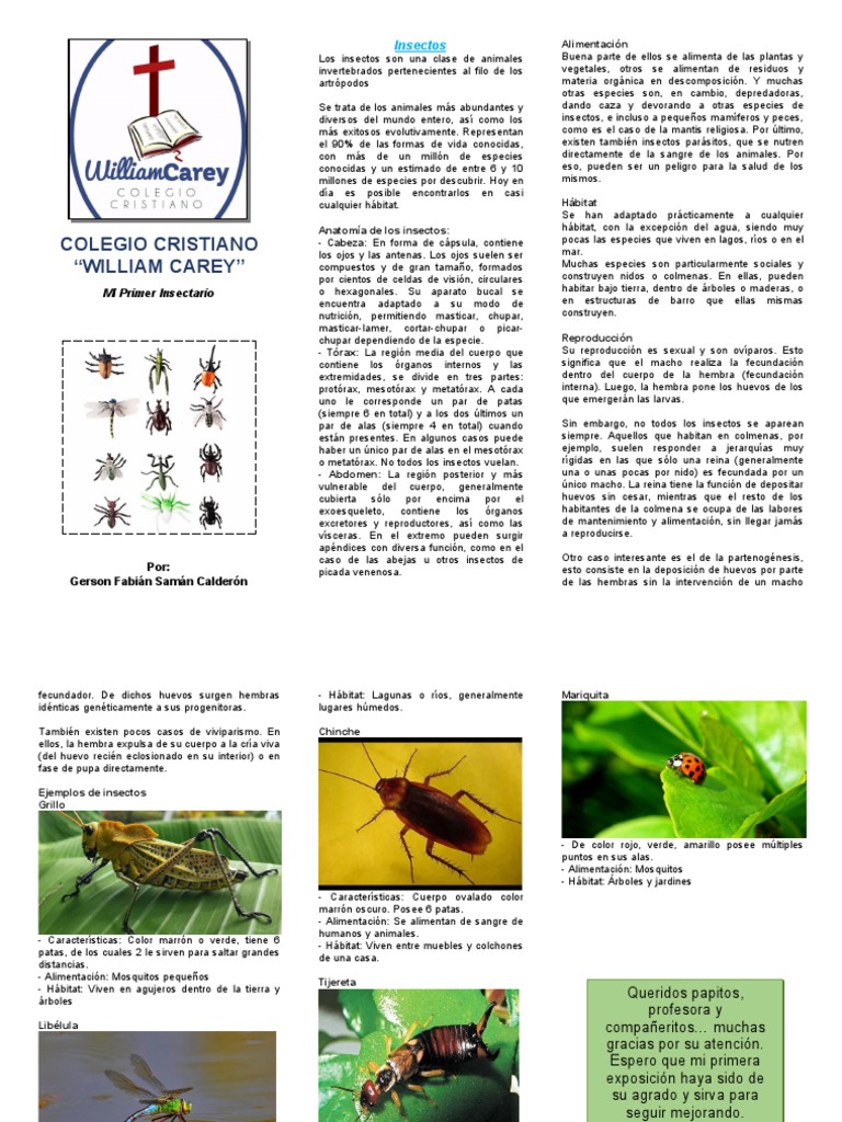 Triptico | PDF | Insectos | Huevo