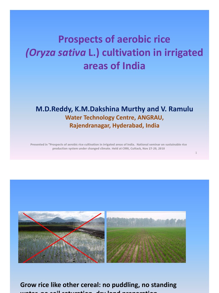 Prospects of Aerobic Rice Cultivation in Irrigated Areas of India ...