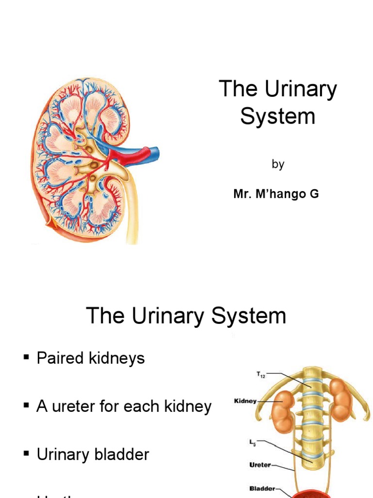 The Urinary System: Mr. M'hango G | PDF | Kidney | Genitourinary System