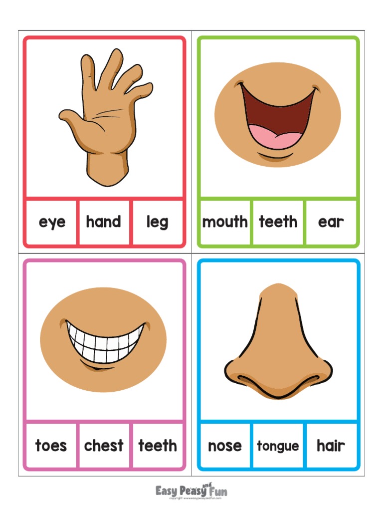 Body Parts Clip Cards | PDF