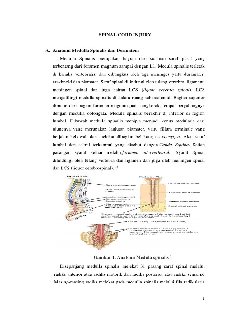 Cedera Medula Spinalis | PDF
