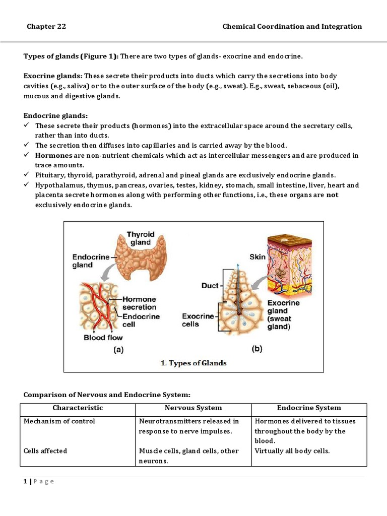 Human Endocrine System - Grade 11 & 12 | PDF | Adrenal Gland | Hormone