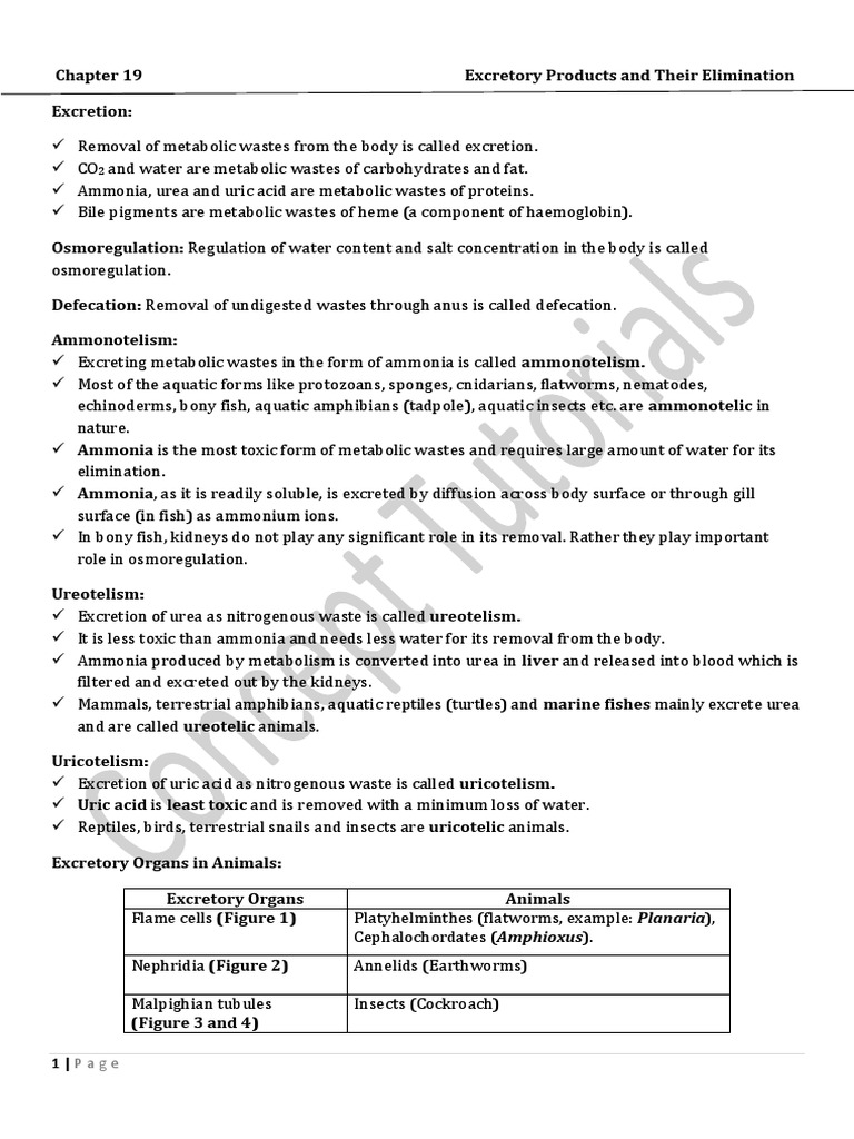 Human Excretory System - Grade 11 & 12 | PDF | Kidney | Urinary System