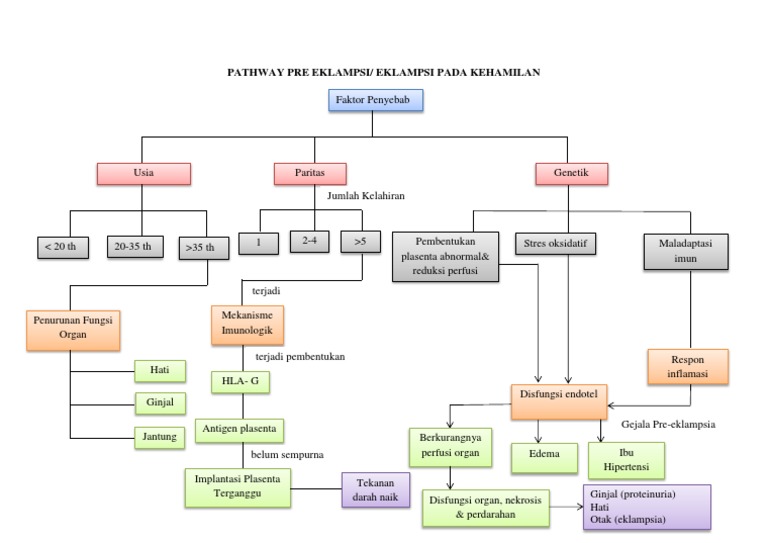 Pathway Pre Eklampsi/ Eklampsi Pada Kehamilan