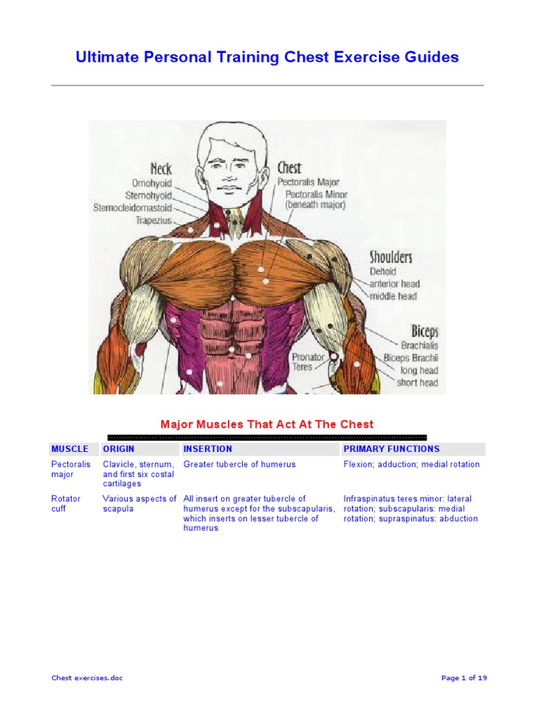Chest Exercises | PDF | Joints | Musculoskeletal System