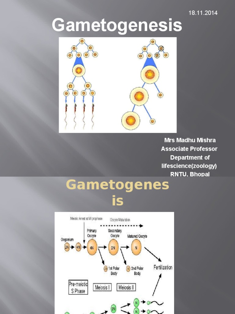 Gametogenesis | PDF | Reproductive System | Animal Anatomy