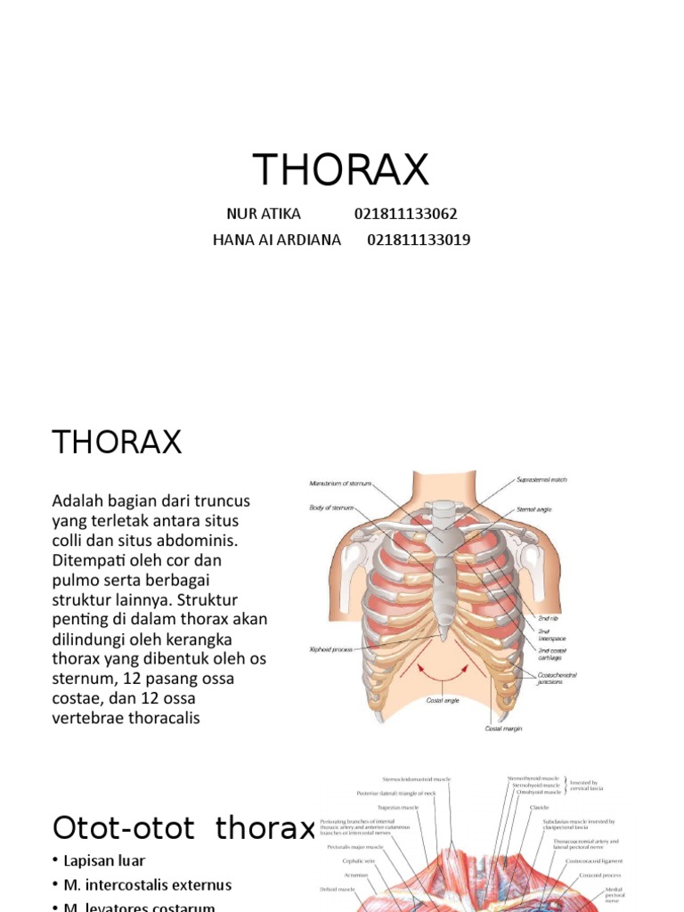 THORAX | PDF