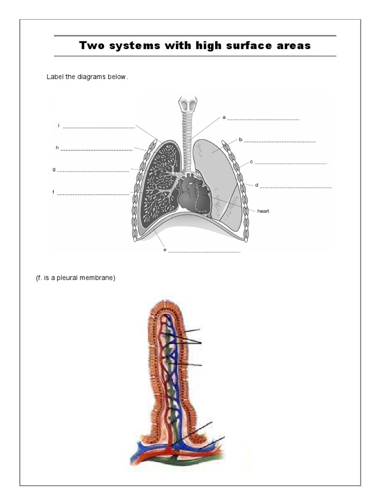 869-Basic Respiration Activities (1)
