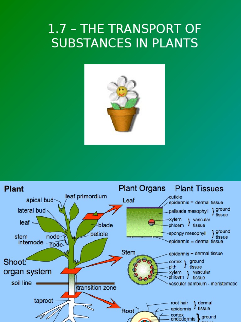 Transport in Plants | PDF | Stoma | Tissue (Biology)