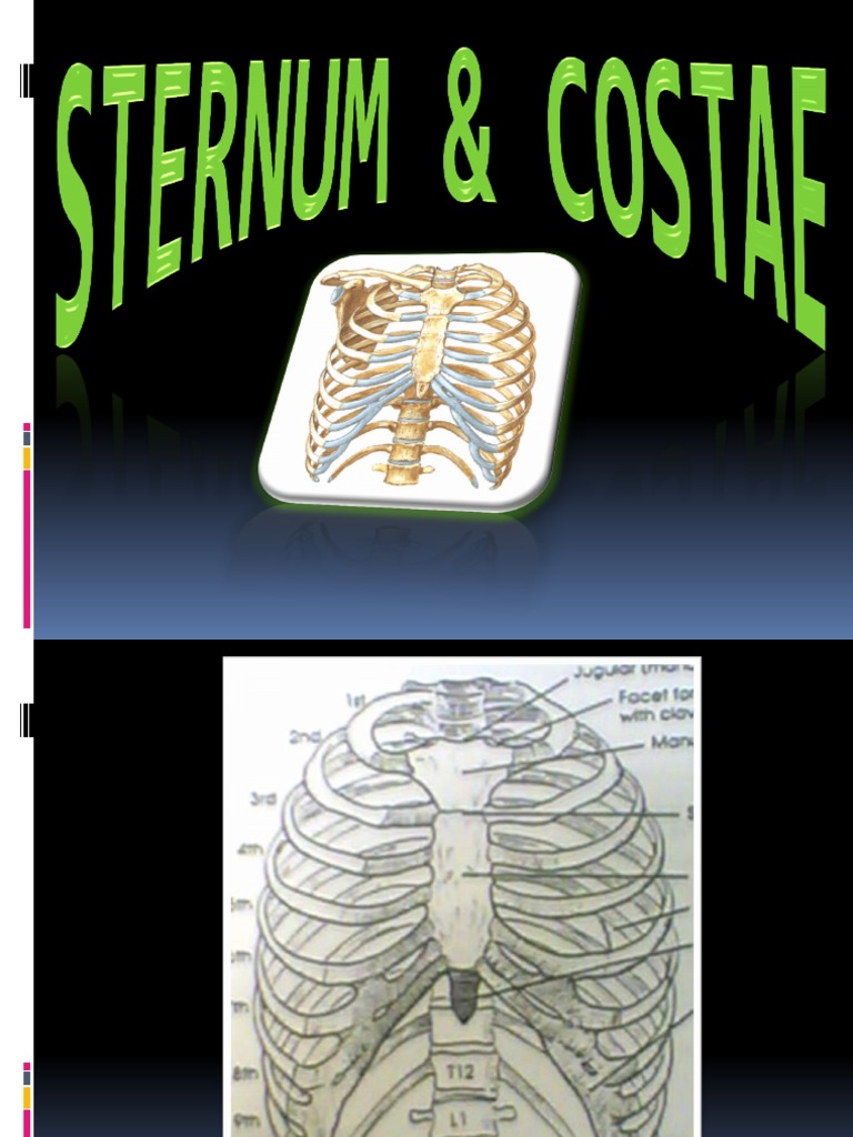 Costae Sternum | PDF | Kajian Bahasa Asing | Kesehatan Holistik