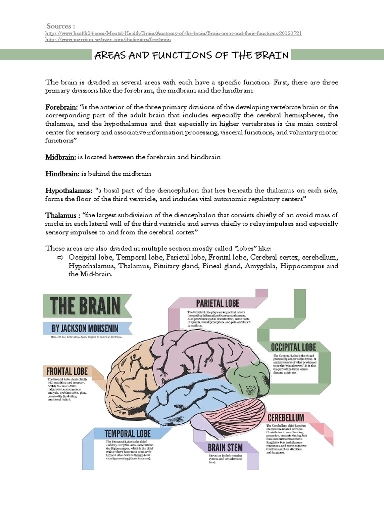 Area of The Brain | PDF | Thalamus | Brain