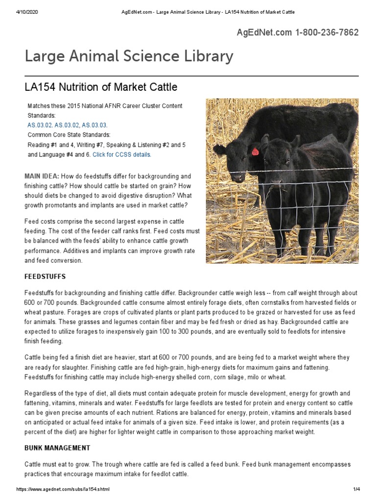 Nutrition of Market Cattle | PDF | Cattle | Animal Feed
