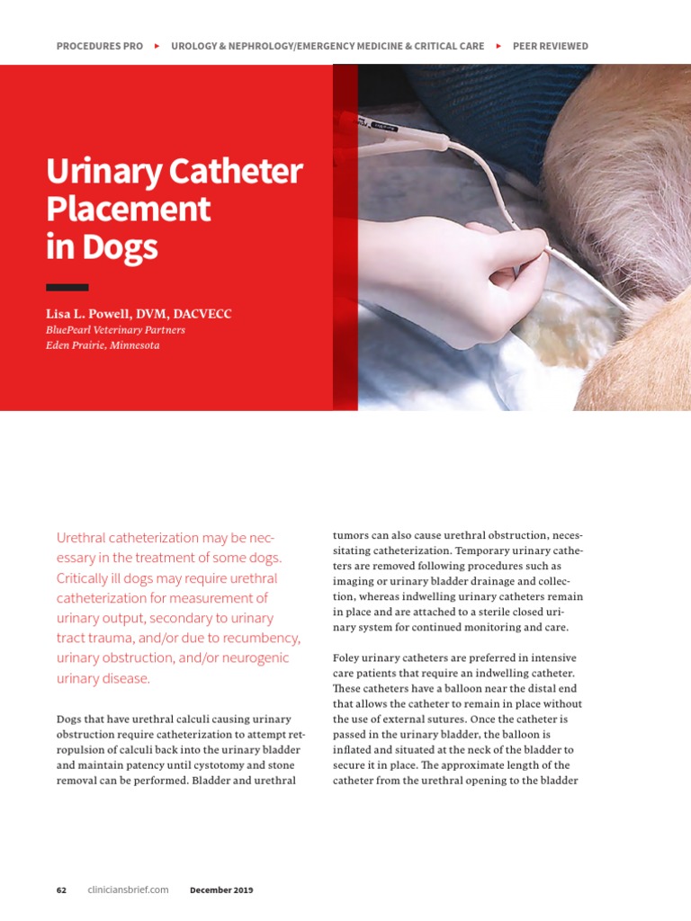Urinary Catheter Placement in Dogs: A Step-by-Step Guide | PDF ...