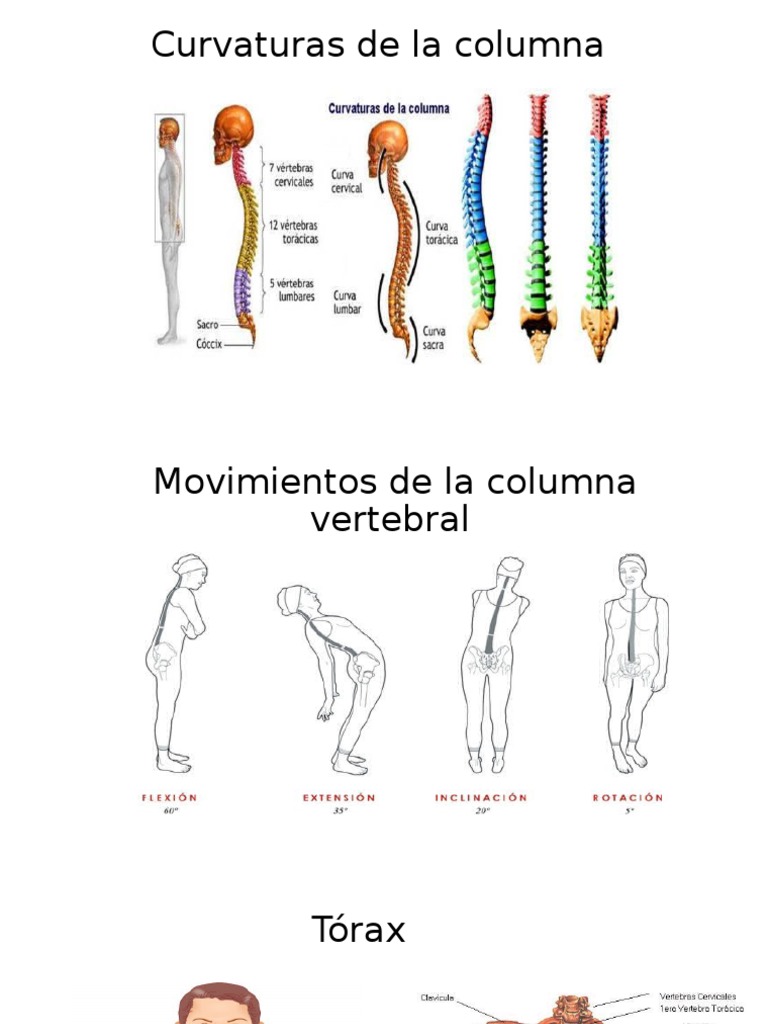 Curvaturas y Movimientos de la Columna | PDF