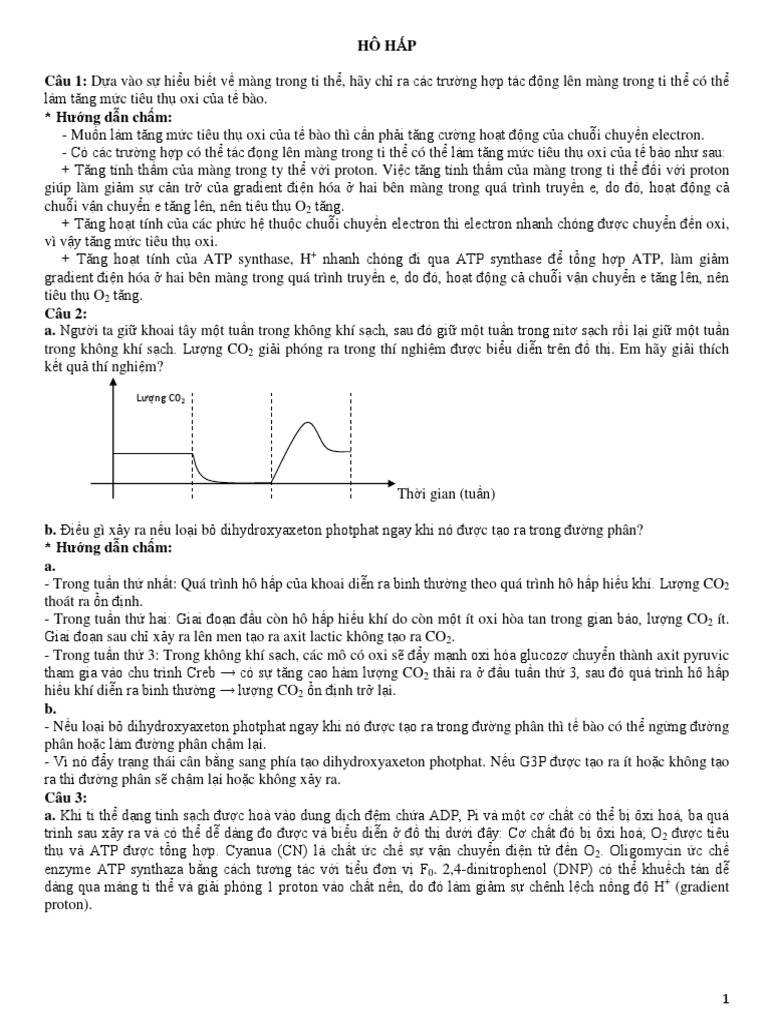 Bai Tap Ho Hap PDF | PDF
