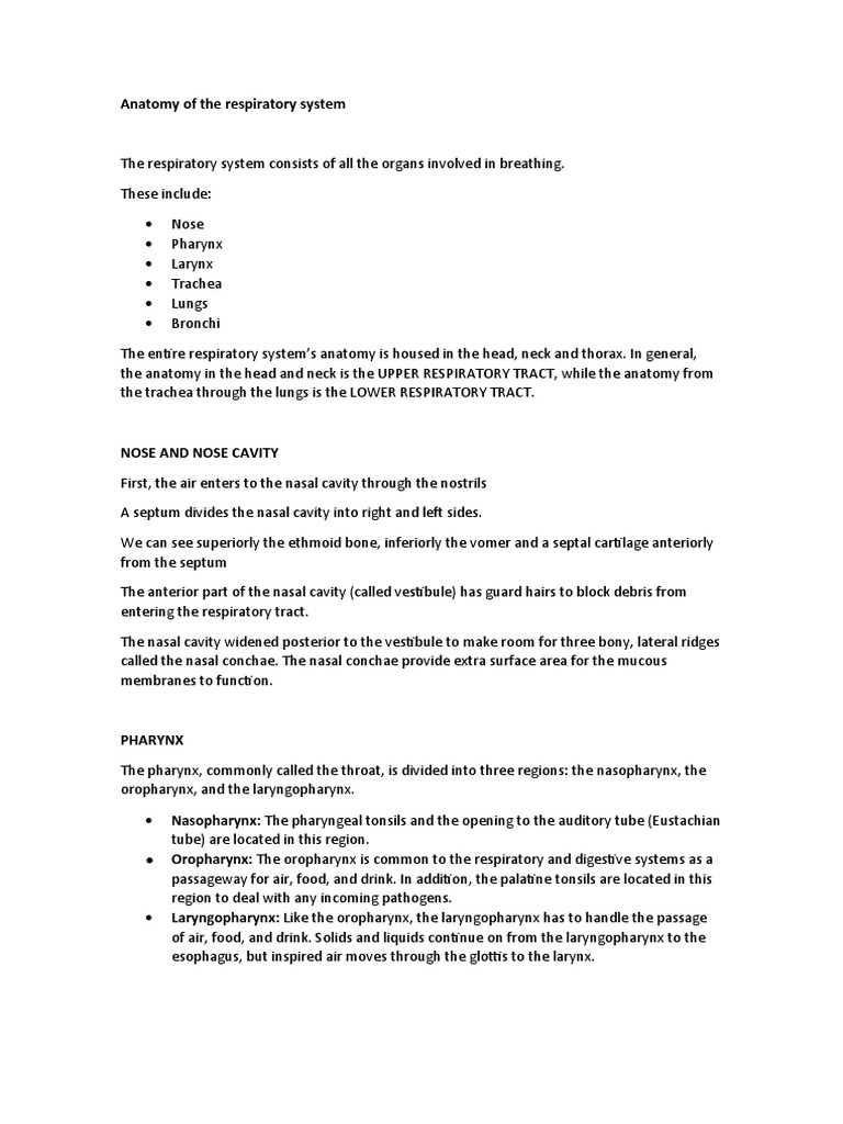 Anatomy of The Respiratory System | PDF | Lung | Respiratory Tract