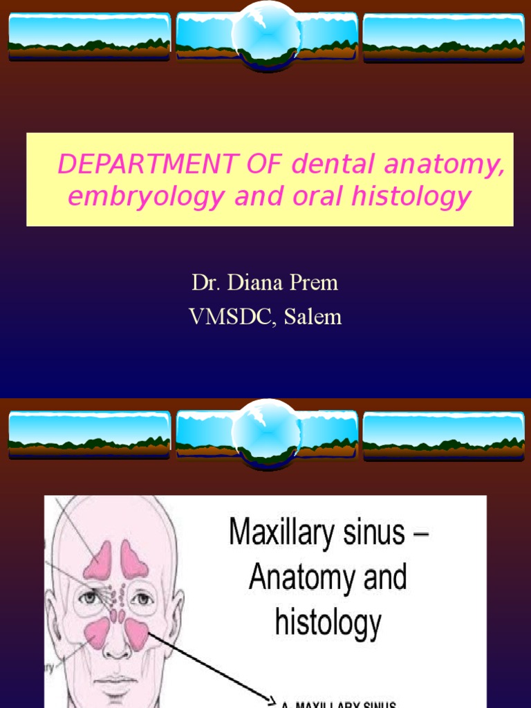 Dental anatomy, embryology and oral histology of the maxillary sinus ...