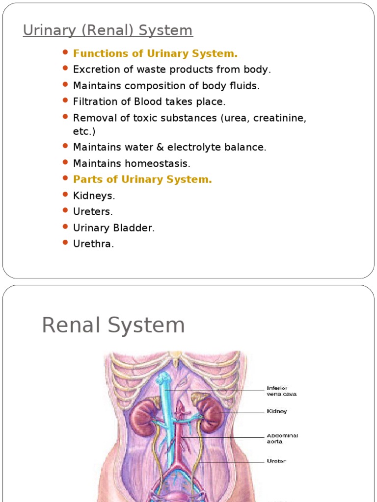 Renal Anatomy | PDF